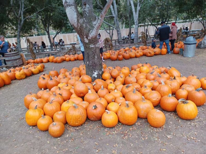 The Pumpkin Patch at Irvine Park Railroad - SuperMall