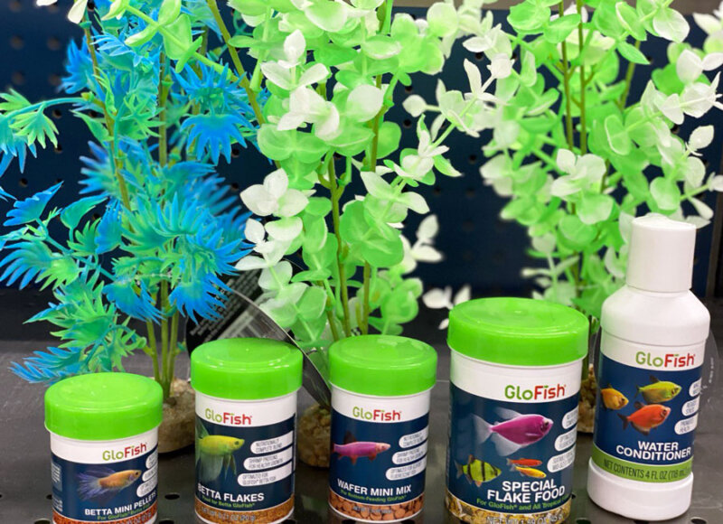 Complete Guide to GloFish Care and Buying: Everything You Need to Know ...
