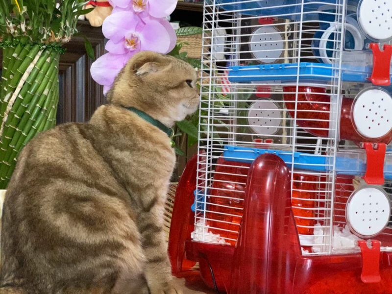 Living in Harmony: Tips for Keeping Cats and Hamsters Together - SuperMall