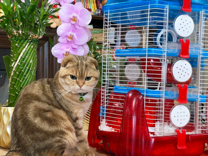 Living in Harmony: Tips for Keeping Cats and Hamsters Together - SuperMall