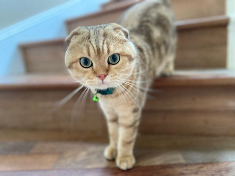 UPAWS Commemorates National Adopt a Cat Month - SuperMall