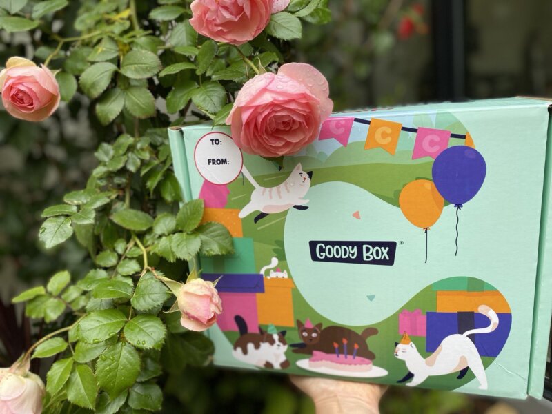 Purr-fect Celebrations: A Review of Chewy's BDay Goody Box for Cats ...