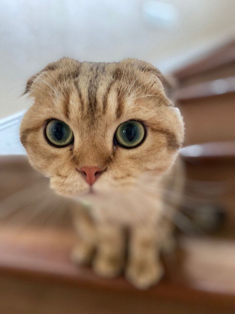 Leaving Cats Alone: Essential Guide for a 3-Day Absence - SuperMall