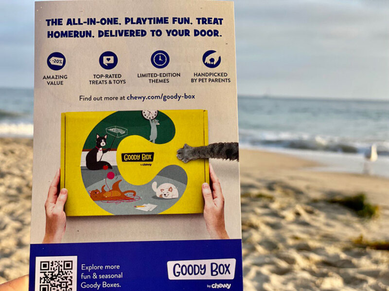 Get Your Cat into the School Spirit with the Back-to-School Goody Box ...